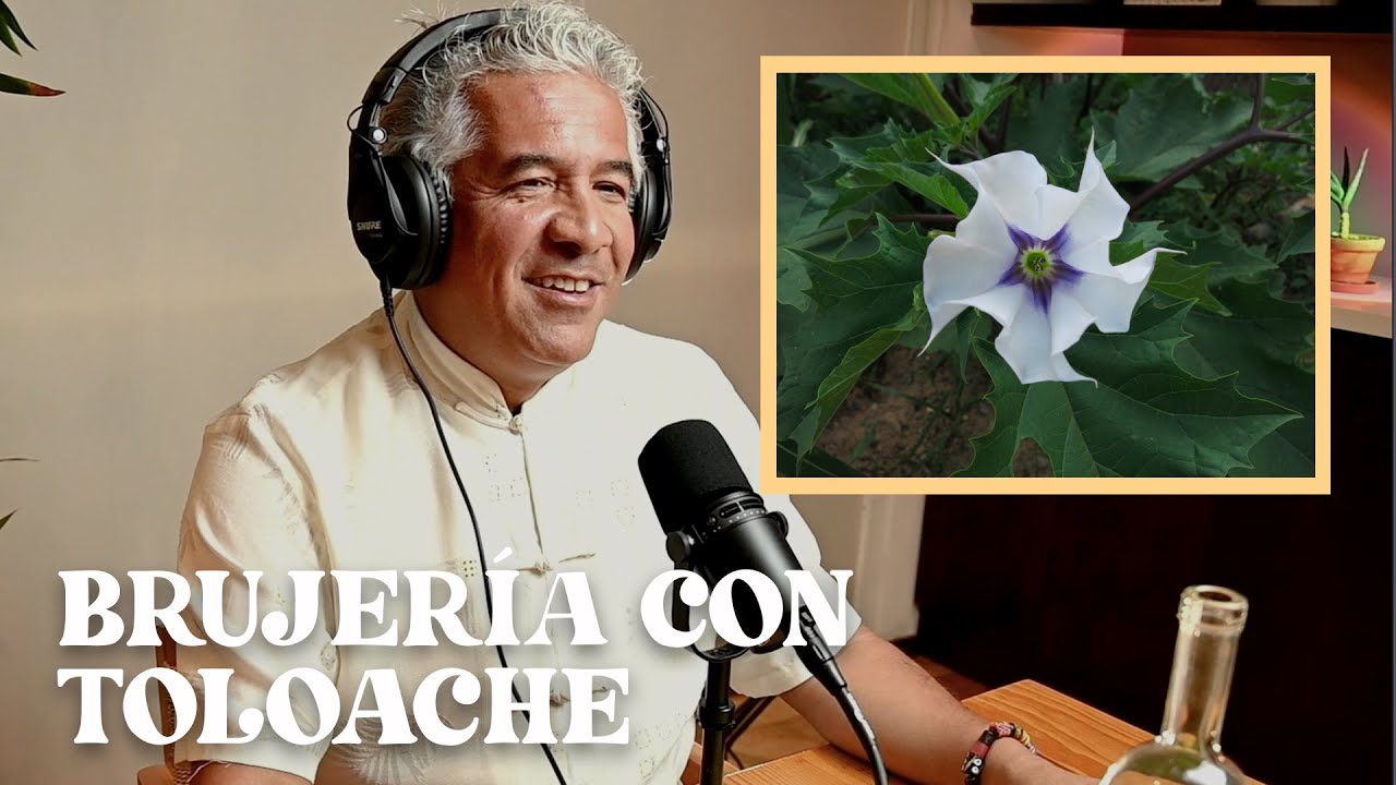 ¿Cómo funciona la brujería con TOLOACHE? - Con los Pies en la Tierra ...