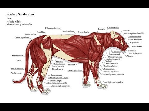 Lion's Superior Muscles, KING OF THE BEASTS - YouTube