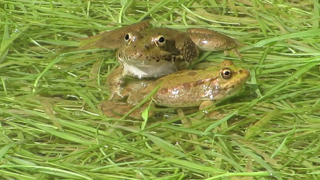 Levant water frog (Pelophylax bedriagae) Βαλτόβιος Βάτραχος - Cyprus ...