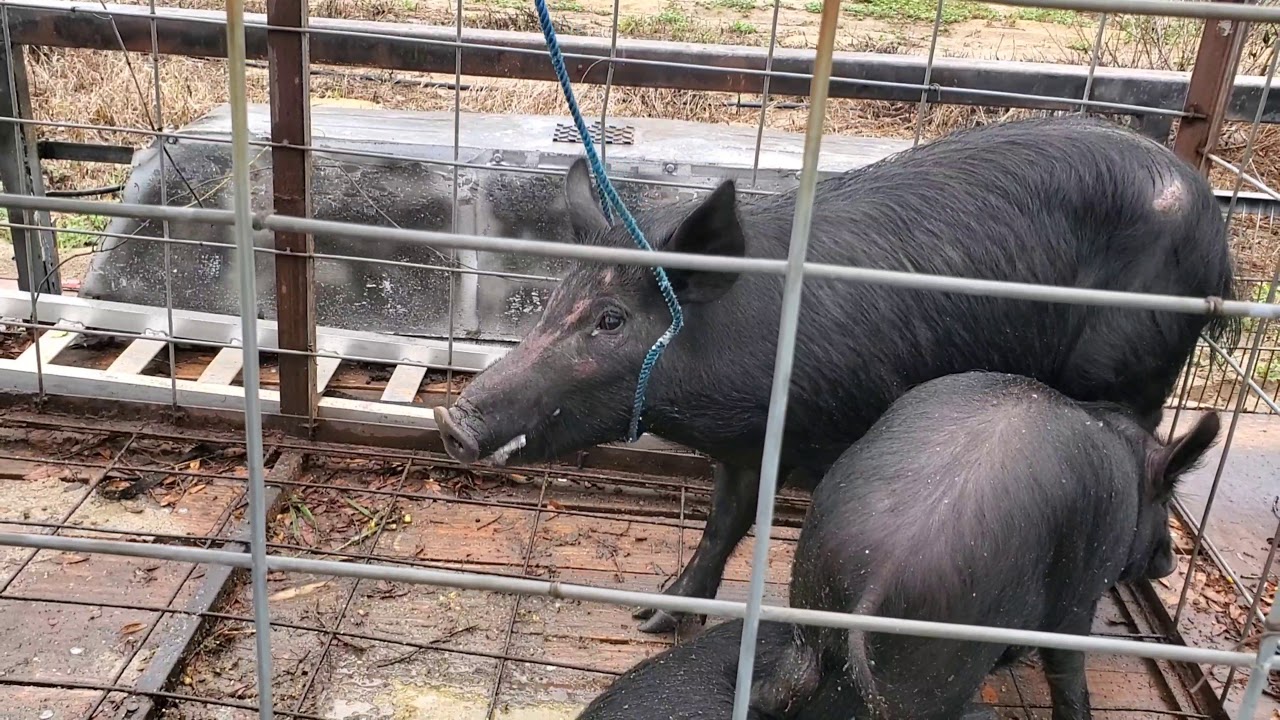 It's a Corona-Virus Quarantine Hog Payback! - YouTube