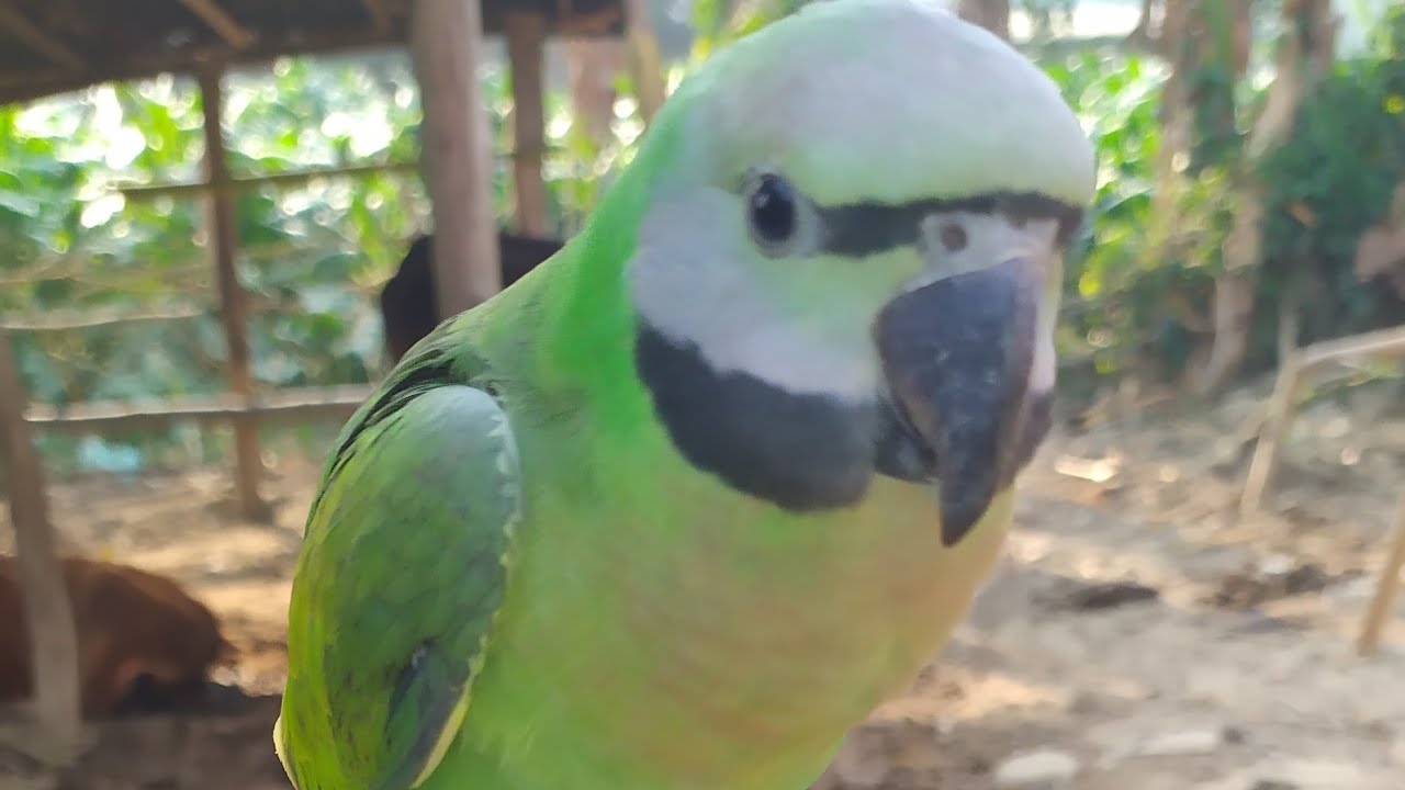 Talking bird parrot.kotha bola tiya pakhi. - YouTube