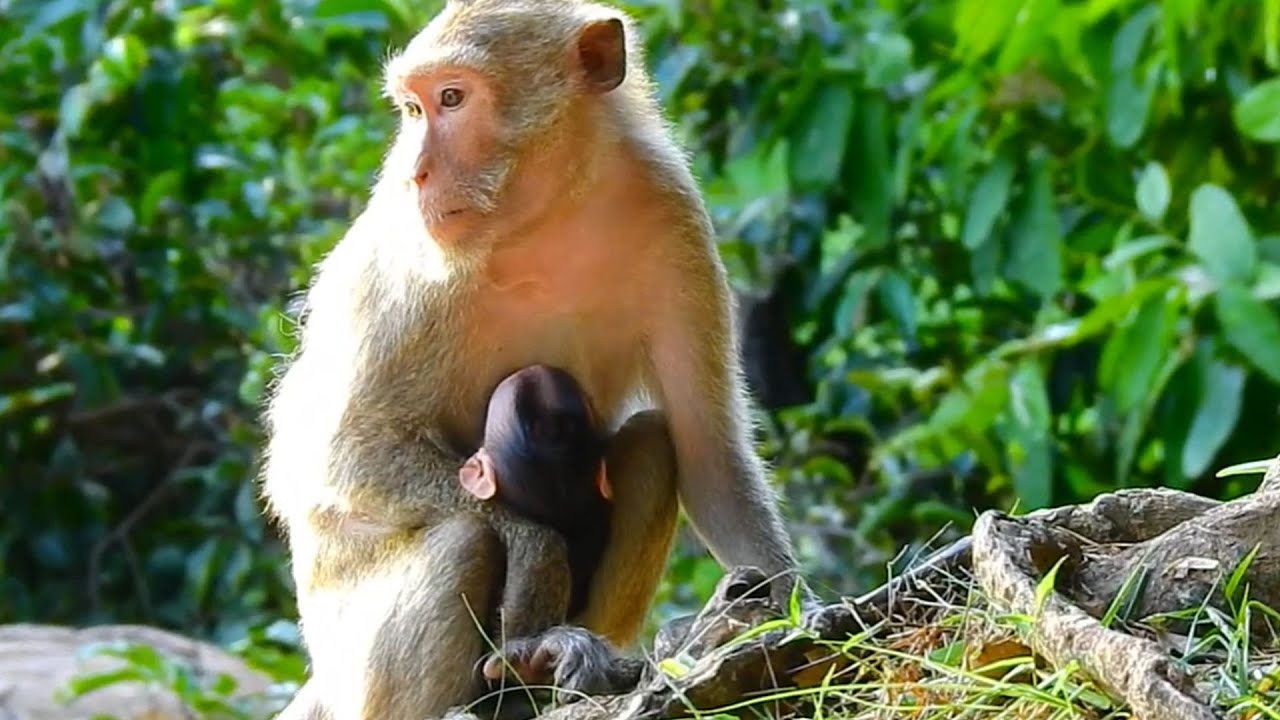 THIS MONKEY LOOKS HUNGRY BUT SHE AFRAID TO GO AND FIND FOOD WITH TEAM ...