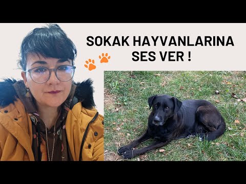 Hayvanlar İnsanlara YARDIM Ediyor 🐈 [KONYA Hayvan Katliamı] Deprem Köpek 🐶