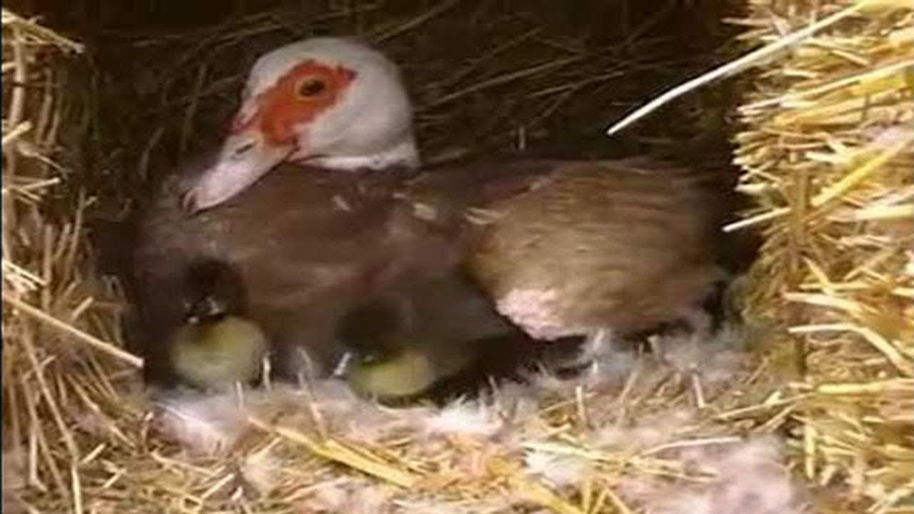 Ducks Raising Method - Farm Raised 0 Thousand Ducks And Produce 0 ...