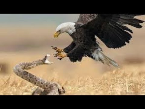 Video shows eagle devouring a poisonous snake - YouTube
