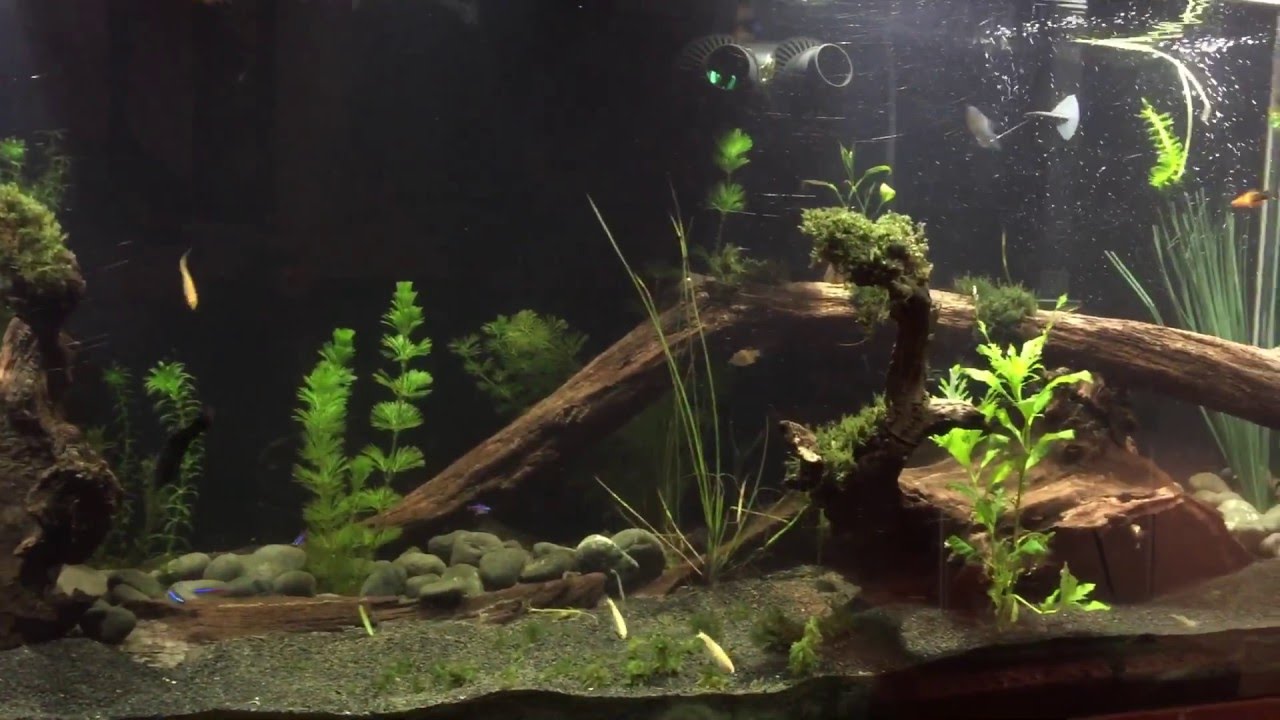 130 gallon planted aquarium week 6 - YouTube