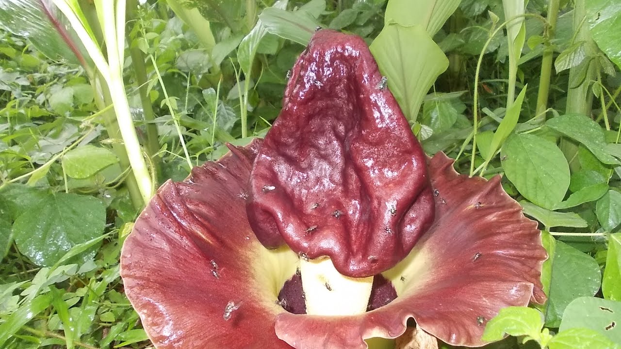 Amazing stinky flower of Elephant Foot Yam (Stink Lily ...