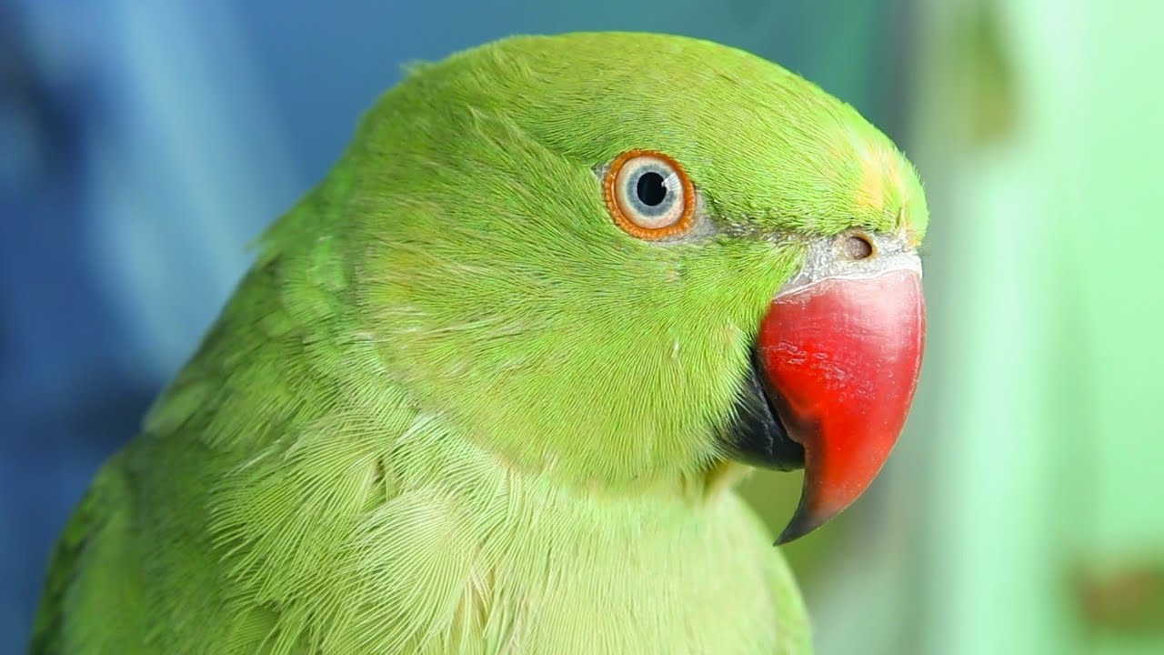 Loud Parrot Chirping | Natural Parrot Sounds | Parrot Calling Sounds ...