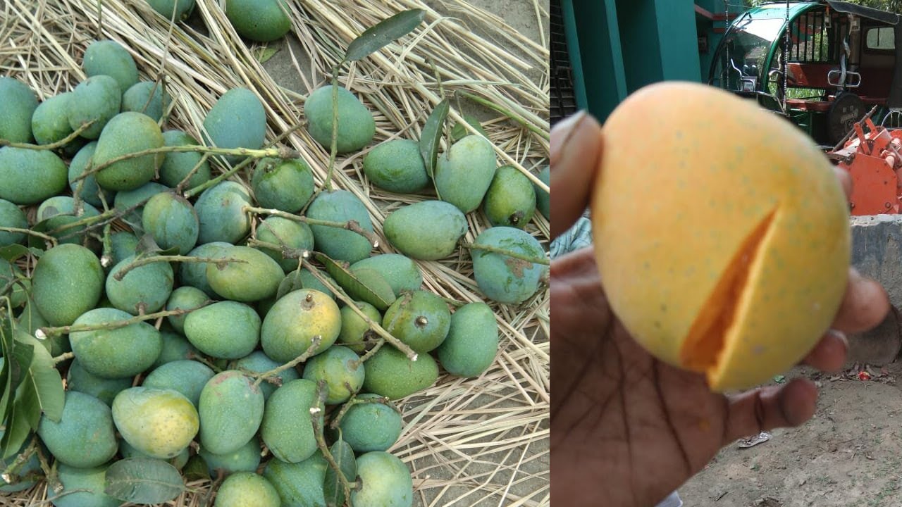 পাকা আম বাগান রাজশাহী। Mango collecting form tree - YouTube