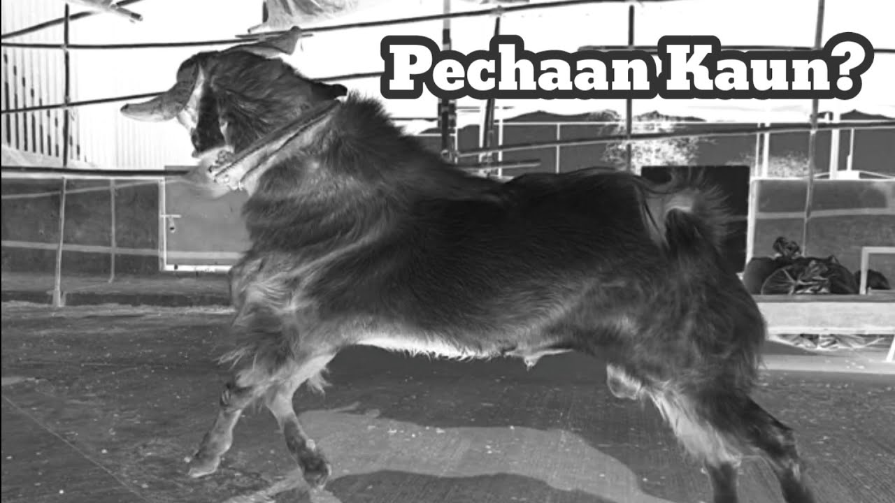 Guess The Name Of This Award Winning Showstopper Goat at JD Goat Farm ...
