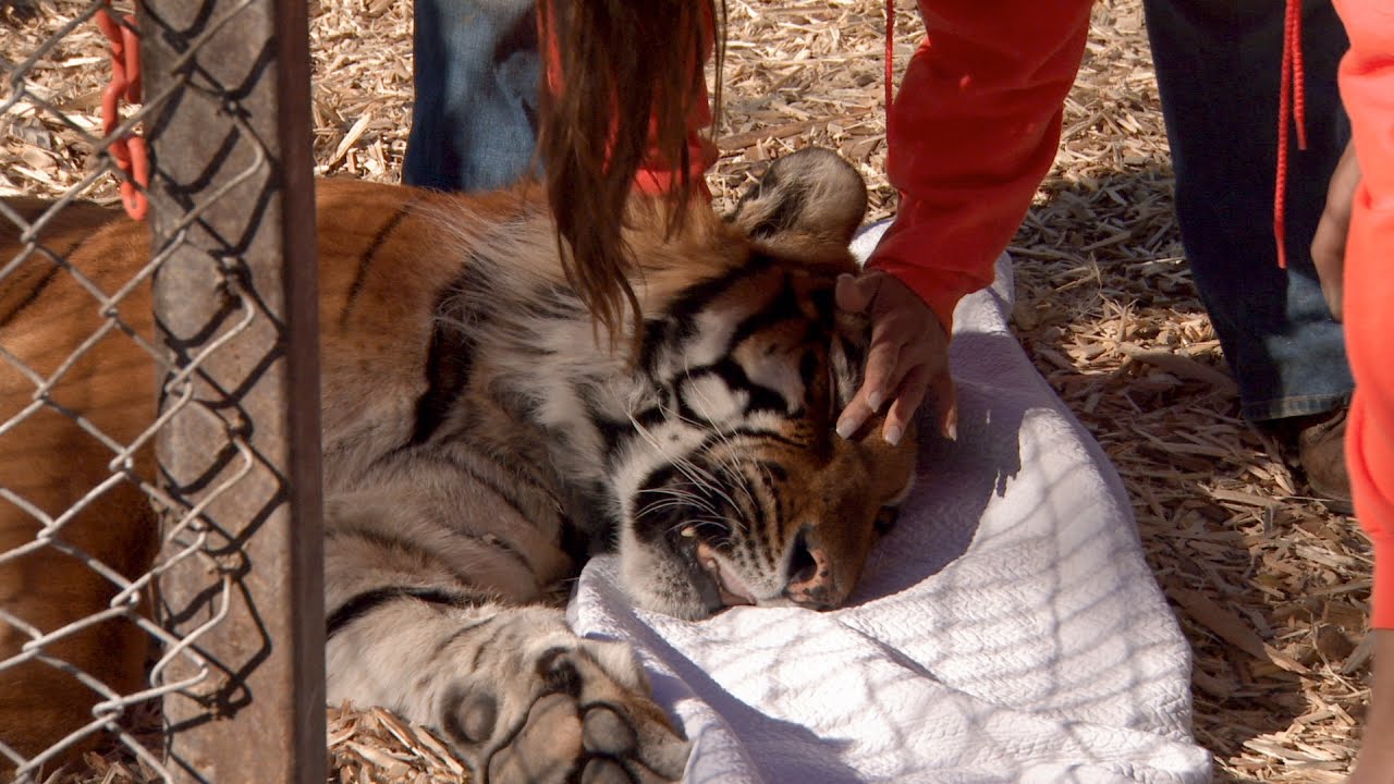 Ingrown Nails Cause Rescued Tiger Huge Problems - YouTube
