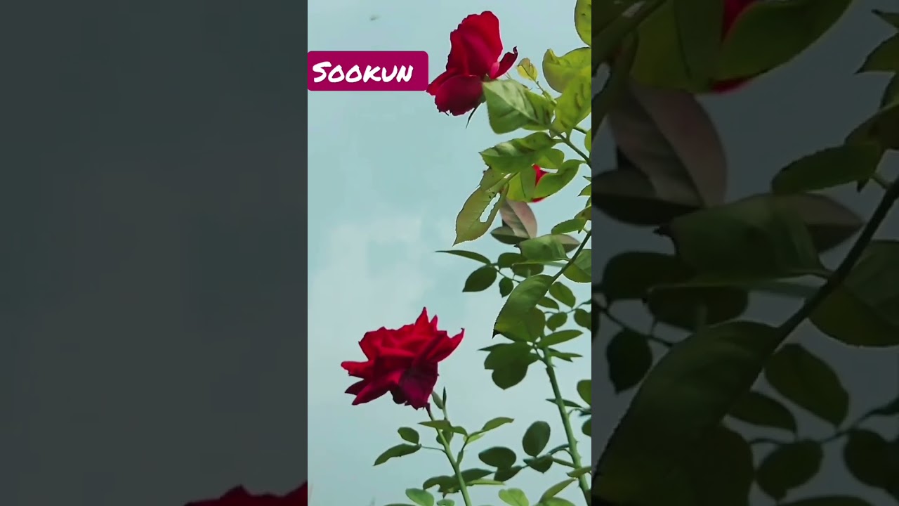 sookun 😊😊 - YouTube