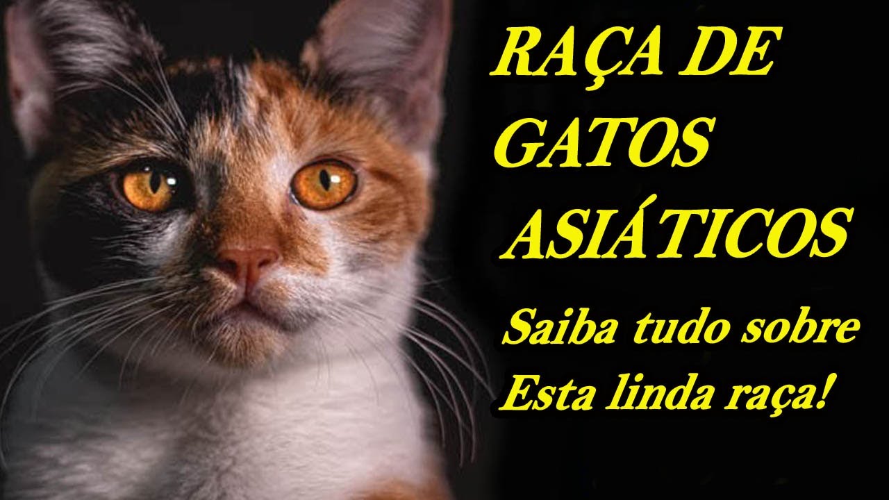 GATO ASIÁTICO, SAIBA TUDO SOBRE A RAÇA DE GATOS ASIÁTICOS, HISTÓRIA ...