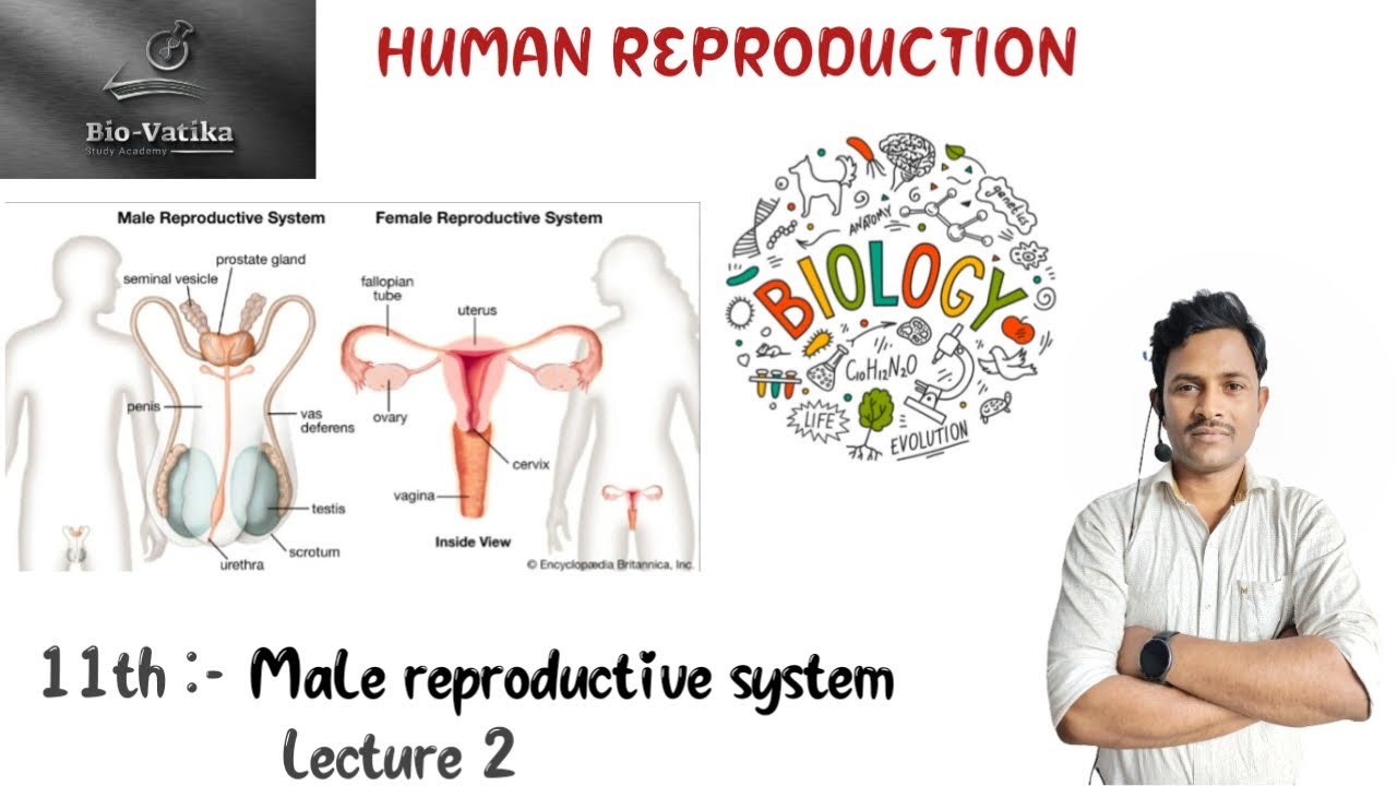 Bio vatika:- class 12th || human reproduction || male reproductive ...