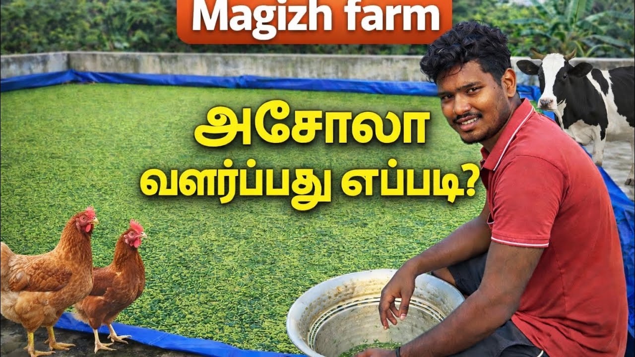 Azolla Farming Full Guide | How to Grow Azolla for Chicken Feed | Low ...