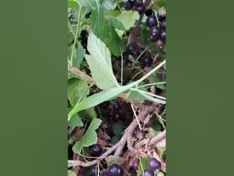Смородина Чёрный бумер. - YouTube