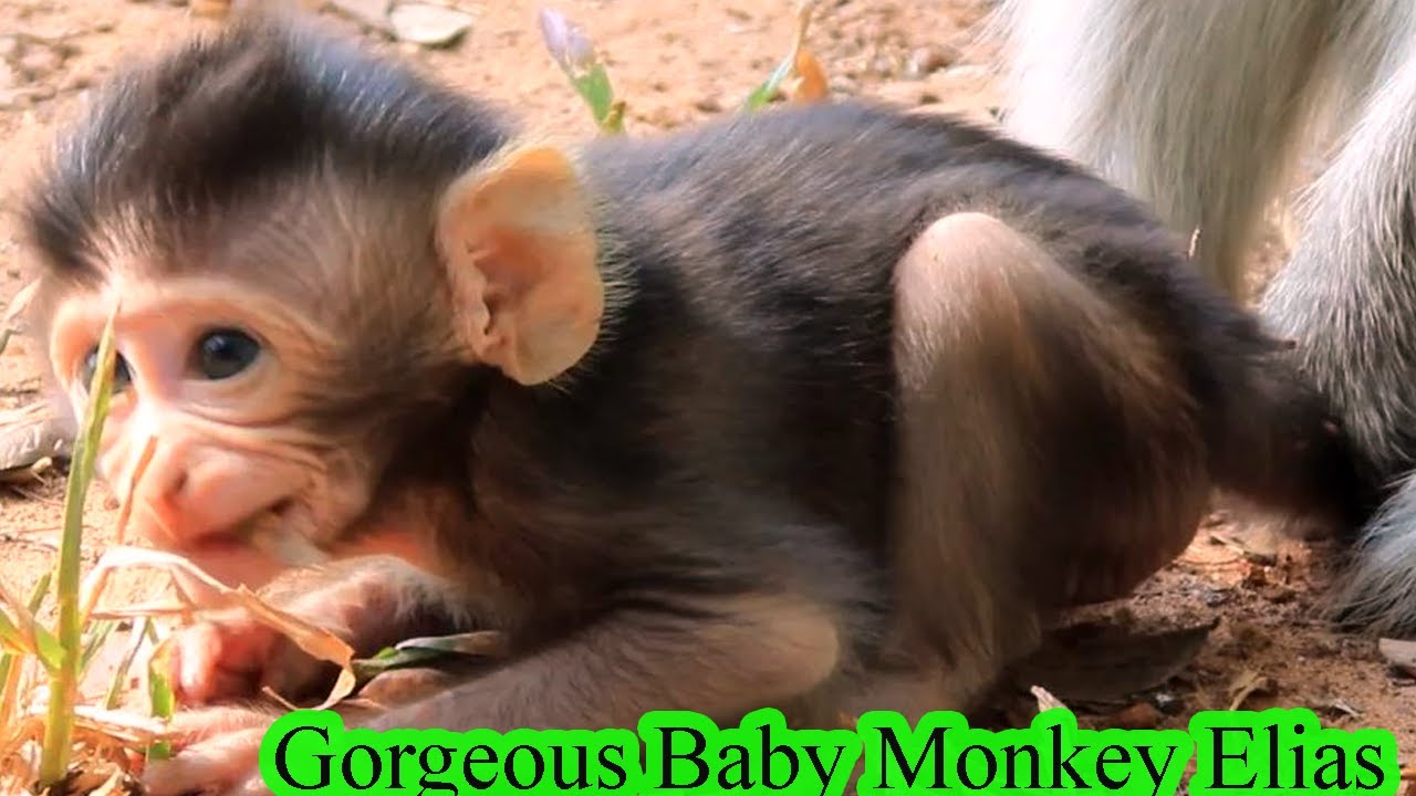 Cute Baby Monkey Elias With Mom Elsa | Lovely Baby Elias - YouTube