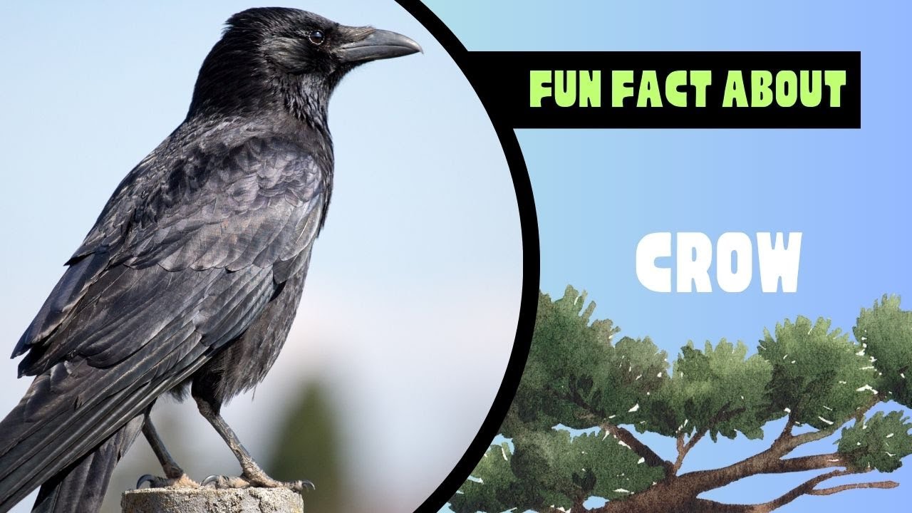 Clever Crow Chronicles: Exploring the Intelligence and Mystique of the ...