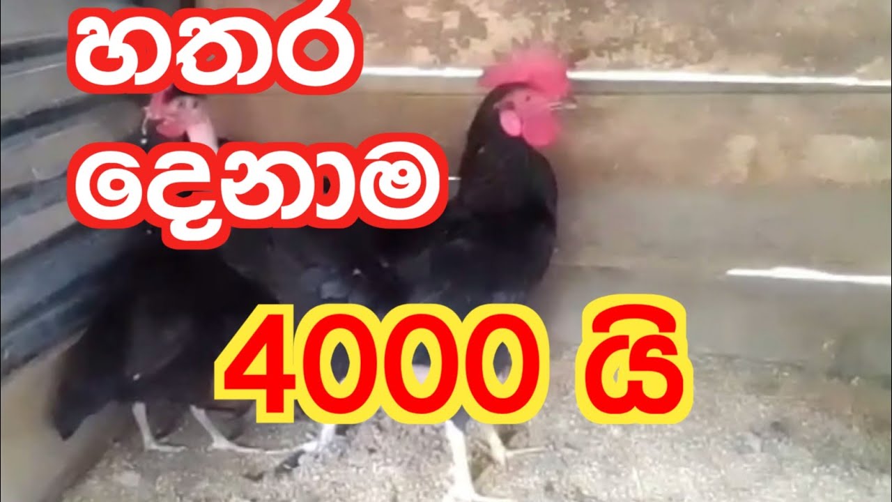 roosters and hens prices in Sri Lanka #82 / hens price / gam kukulan ...