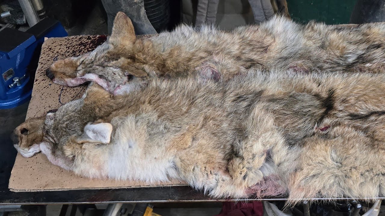 Coyotes...in the fur shed - YouTube