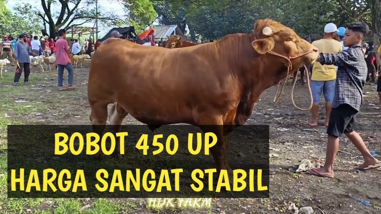 HARGA SAPI DI PASAR JEMBER BOBOT 450 UP KE ATAS SANGAT STABIL - YouTube