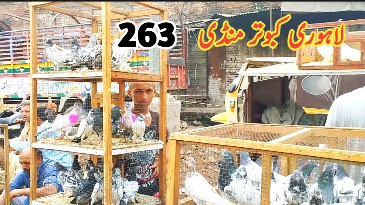 263) Lahore lari adda kabootar mandi || Lahore sunday birds market 2024 || کبوتر منڈی ...