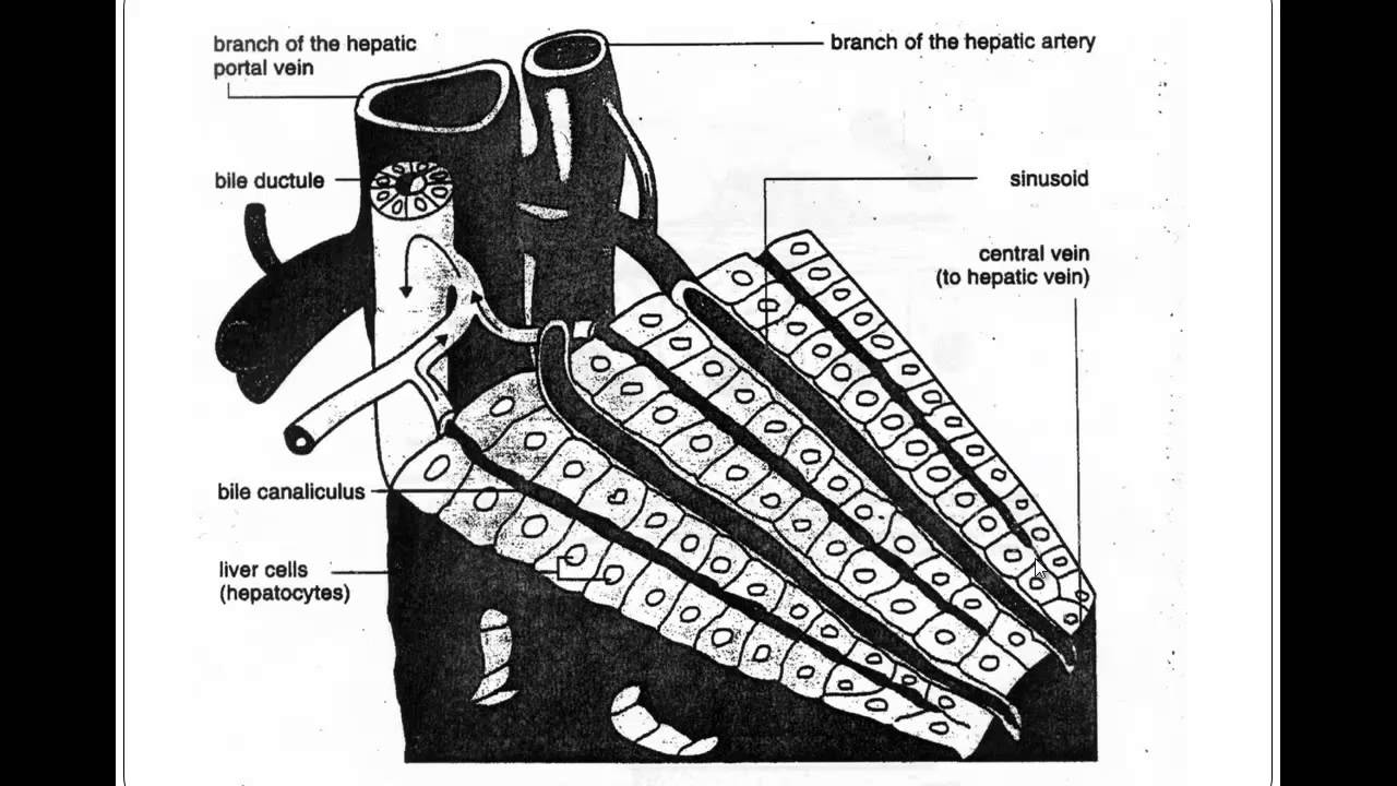 Biliary Clearance Part 1 - YouTube