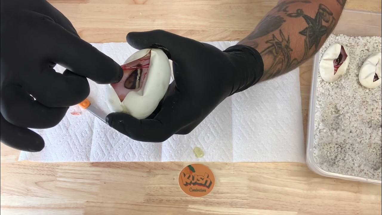 Ball python egg cutting ( super od calico Pied’s ) - YouTube