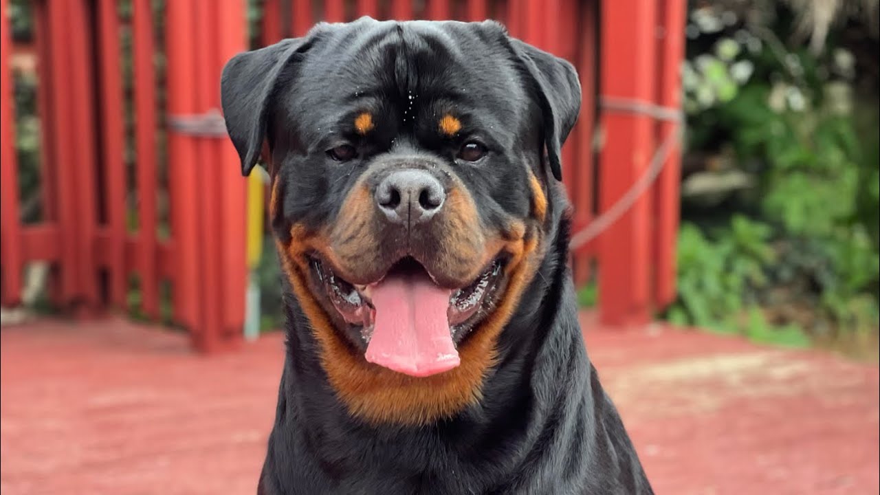 Mazzi destroying my yard. #doglover #rottweiler #familydog #puppylife # ...