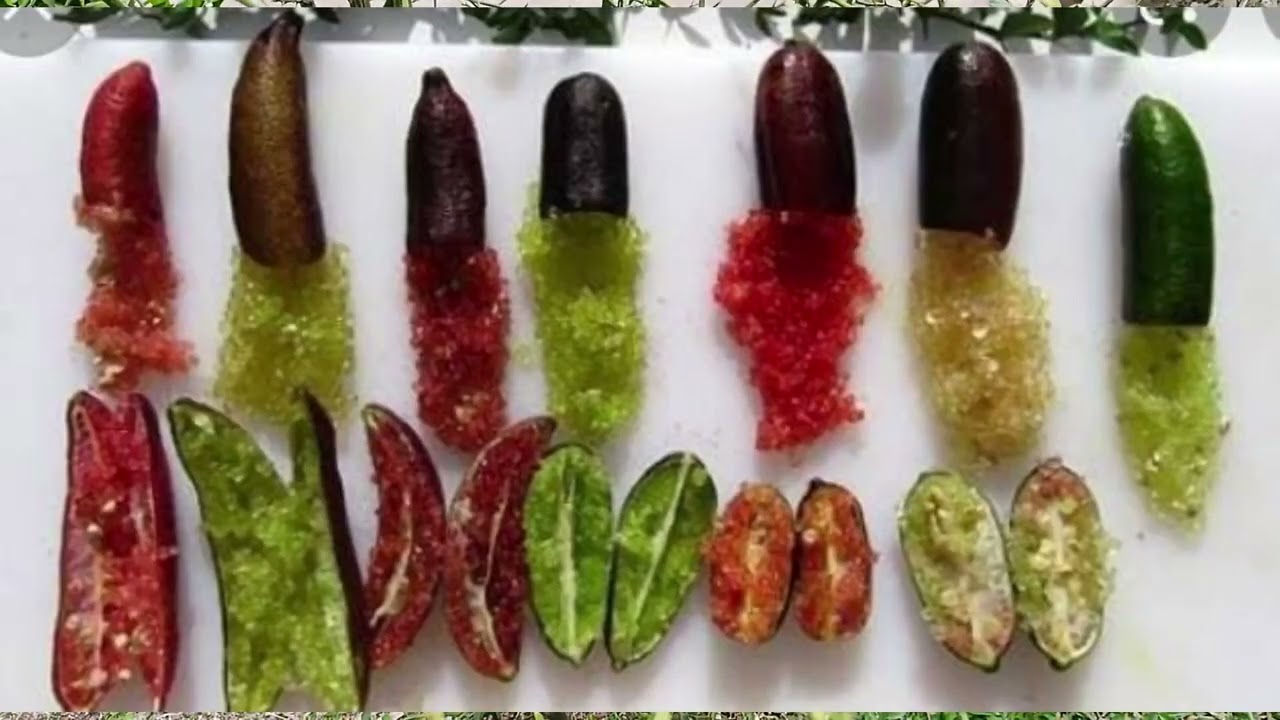 LIMÃO CAVIAR - DICAS DE CULTIVO - APRENDENDO NA PRÁTICA - YouTube