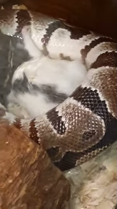 Ball python eating a rat part 2. - YouTube