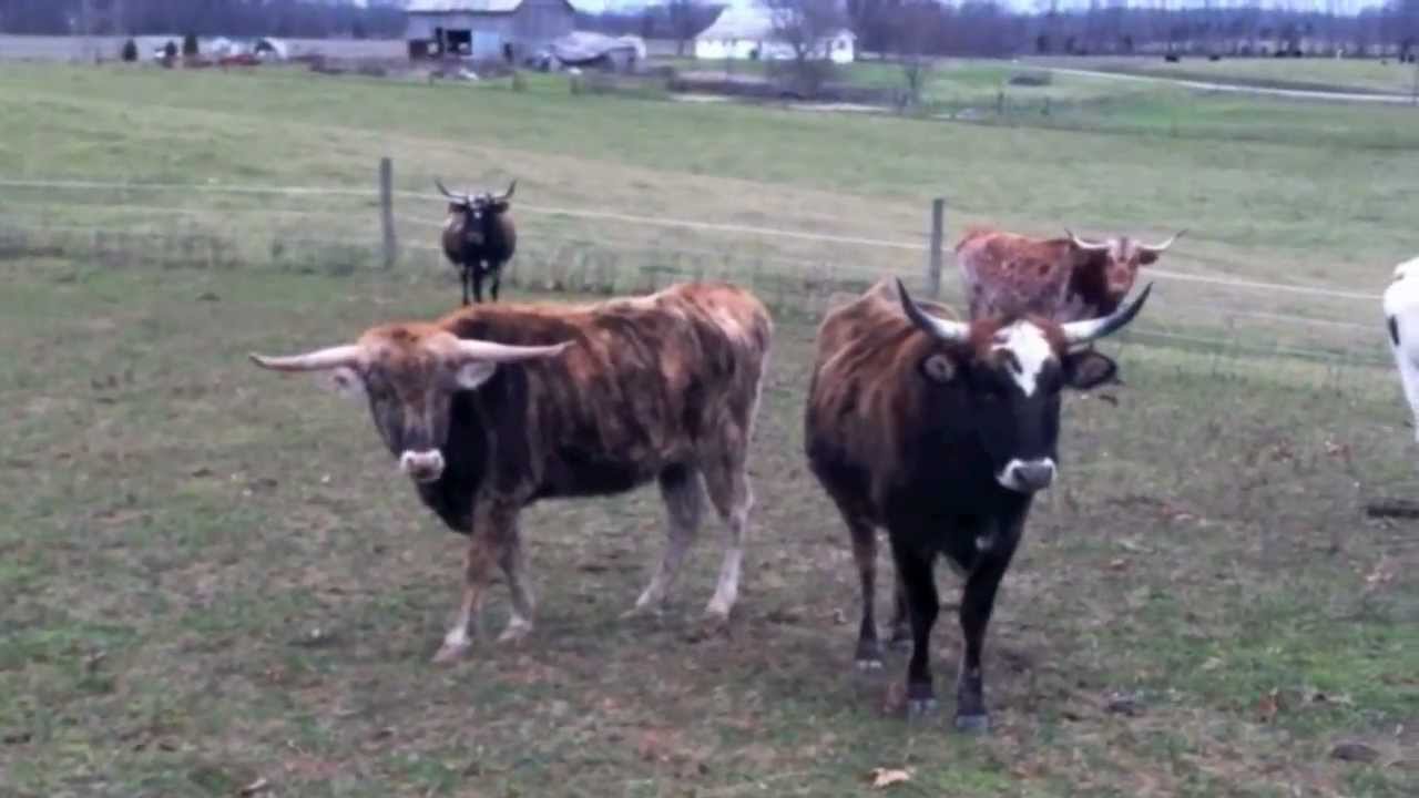 Corriente/Longhorn Roundup - YouTube