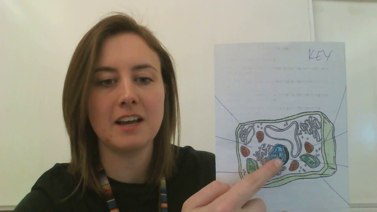 Cell Structure Review - YouTube