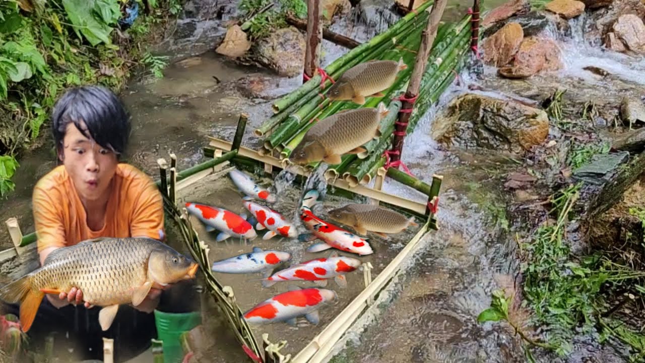 Lam used bamboo to make a fish trap. Luckily, Lam caught many big fish ...