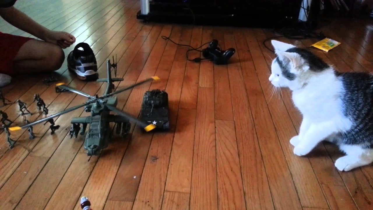 Pebbles The Cat - YouTube