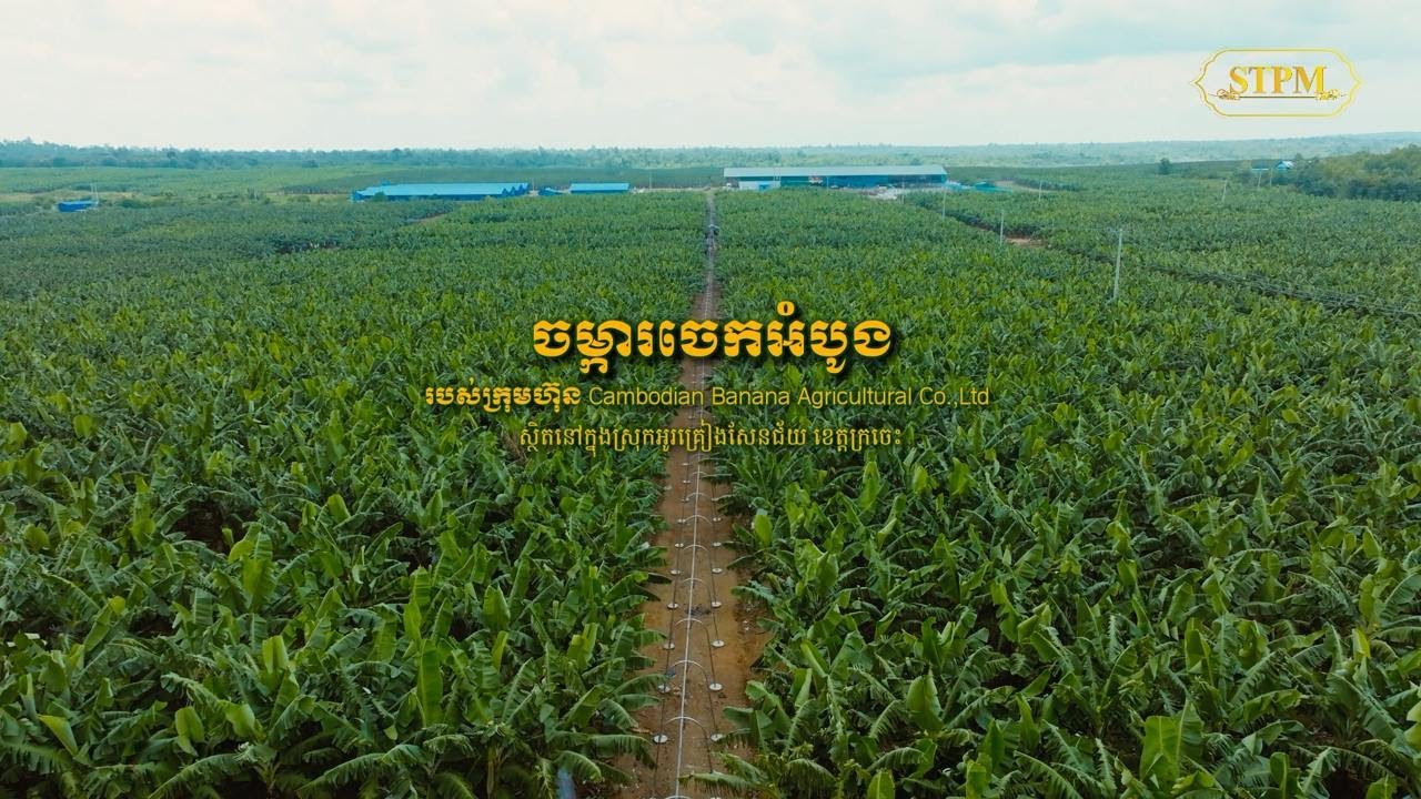 បទយកការណ៍ ៖ ចម្ការចេកអំបូងក្រុមហ៊ុន Cambodian Banana Agricultural Co ...