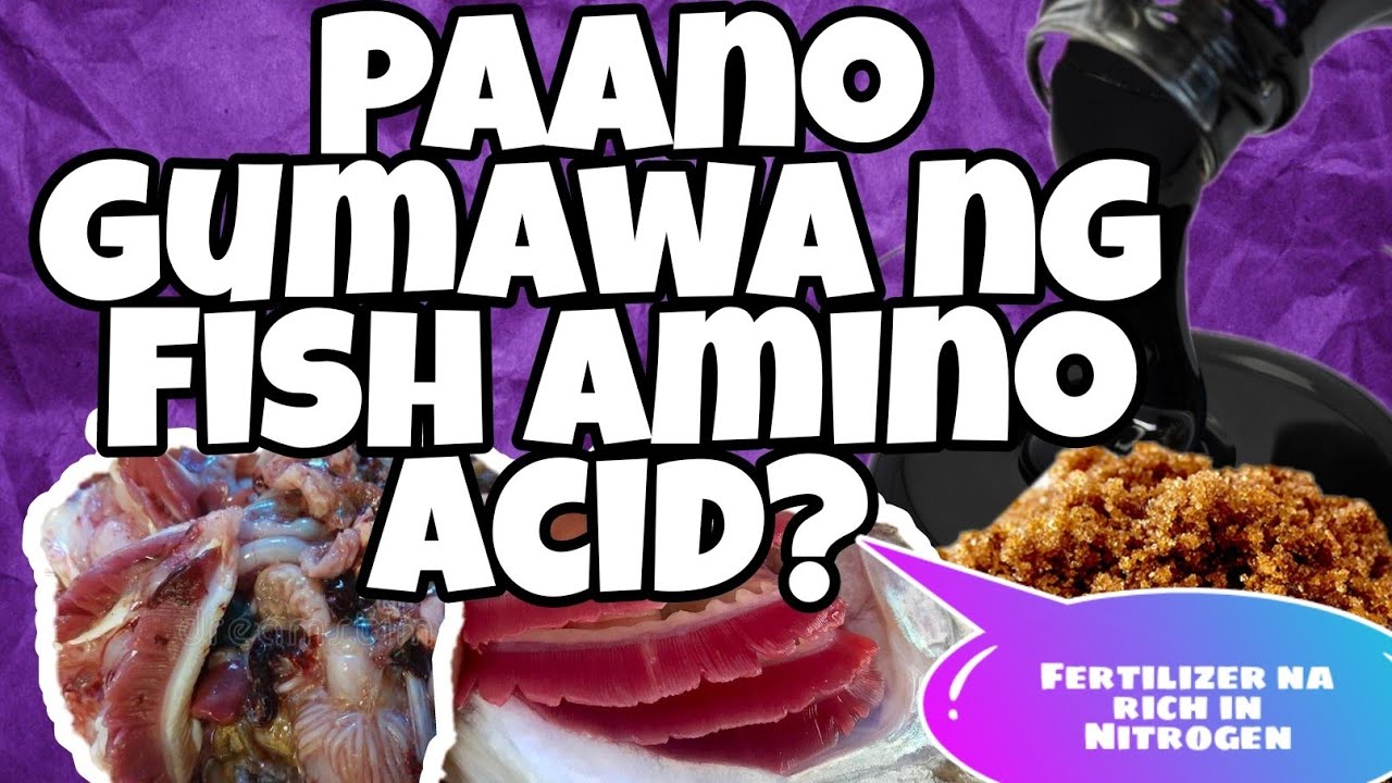 Paano gumawa ng Fish Amino Acid?||Hasang at Bituka ng Isda, gawing ...