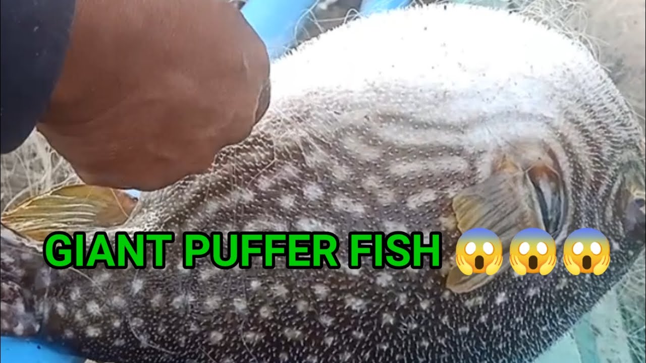 GIANT PUFFER FISH#ma'am Liza channel - YouTube