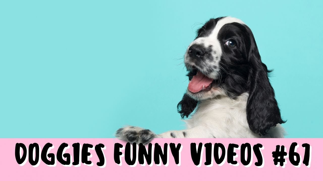 Doggies Funny Videos #67 | Doggies Funny Videos - YouTube