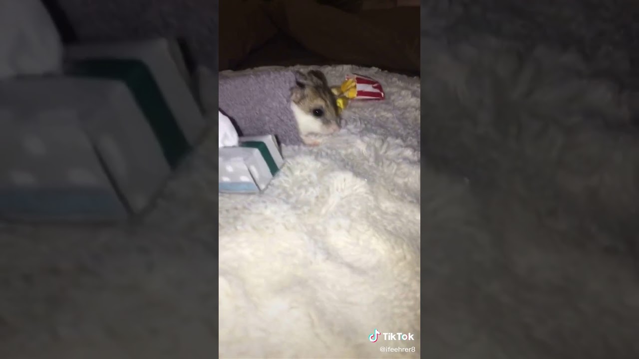 Hamster cries while watching Titanic - YouTube