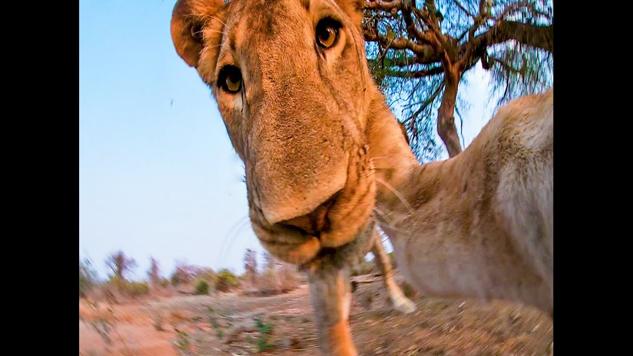 Lion checking out a GoPro close to Mfuwe Lodge! - YouTube