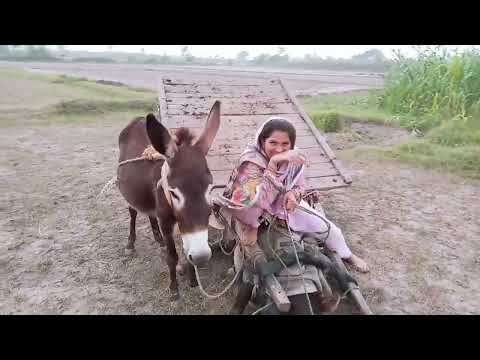Donkey Cheated Me Very Funny  Donkey Riding Video 😃