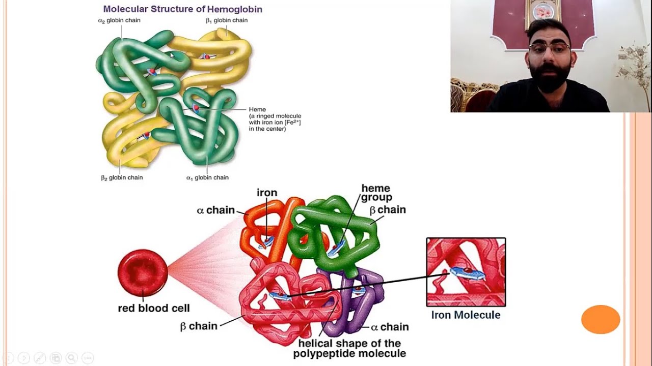Hematology "Physiology of Blood Hemoglobin" Lec.3 part1 (طب بغداد ...
