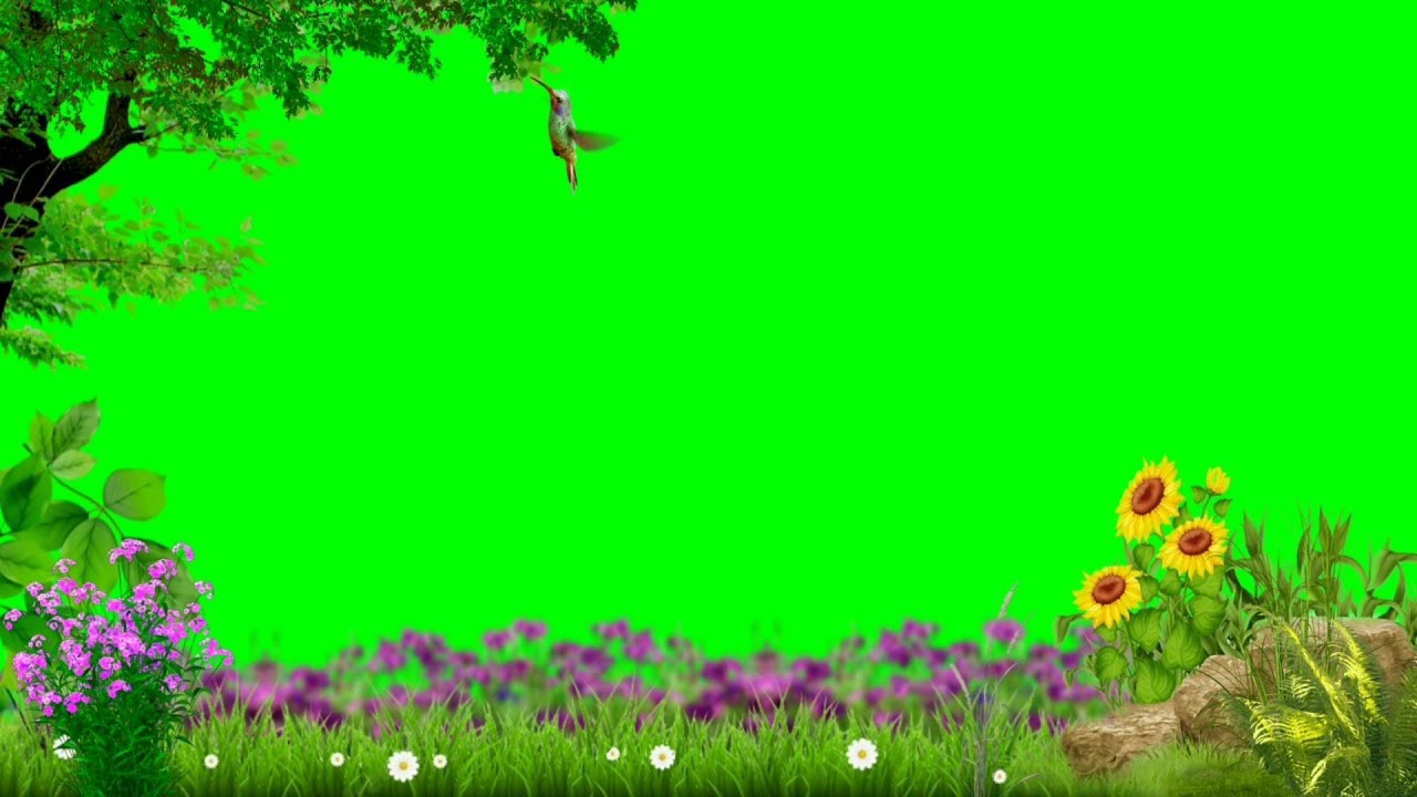 Green screen flower video effects || Tree and bird green screen ...
