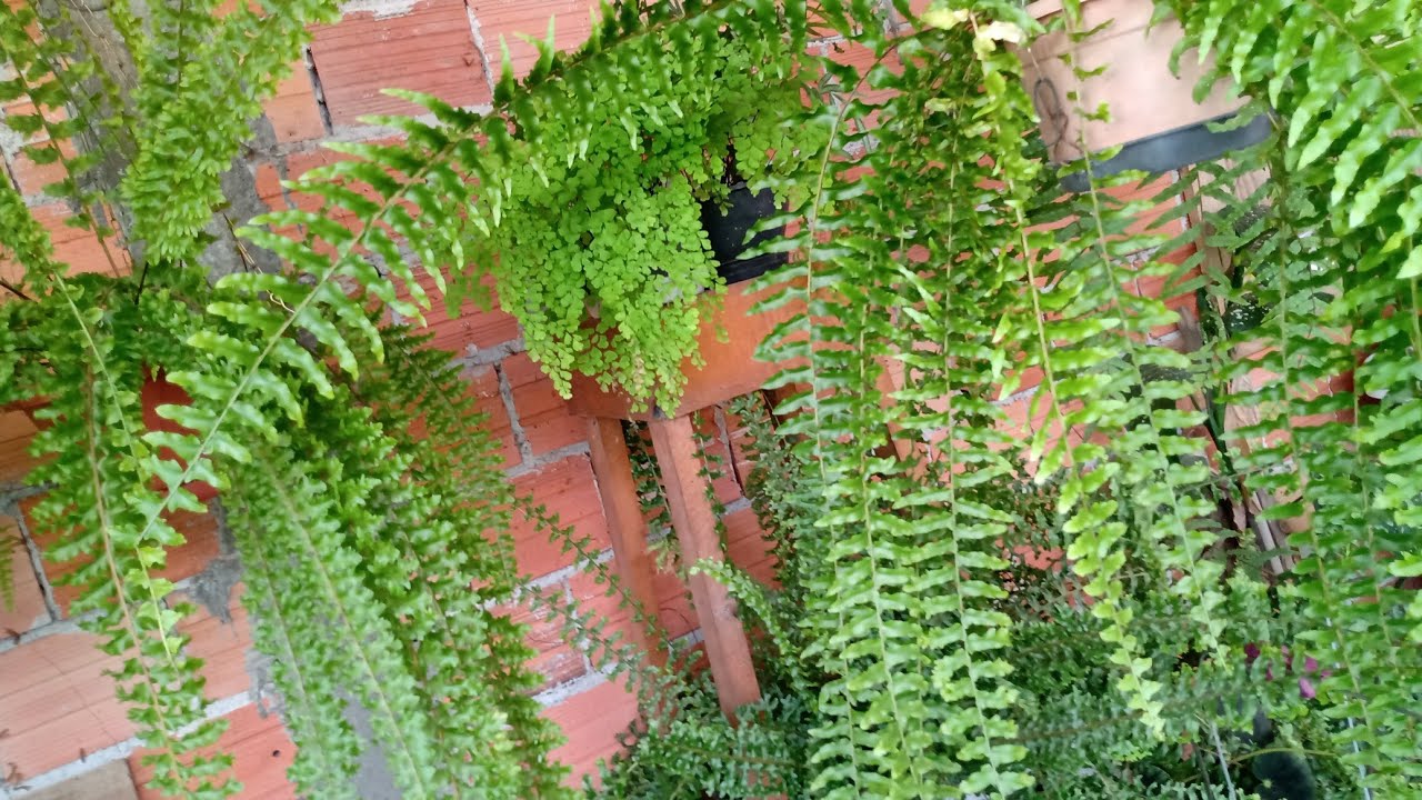 como fazer sua samambaia dar mais mudas - YouTube