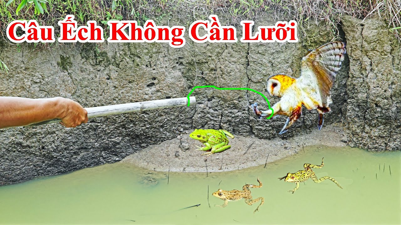 Cách Câu Ếch Không Cần Lưỡi Câu Cực Hay / Hướng Dẫn Câu Cua Không Dùng ...
