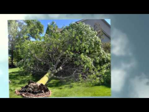 Busy Bee Tree Service - YouTube