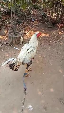 Nallakattu abras pandem punju - YouTube