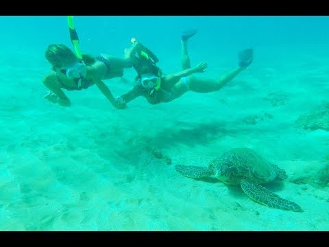Carla Underwater - Swimming underwater with turtles and one shark