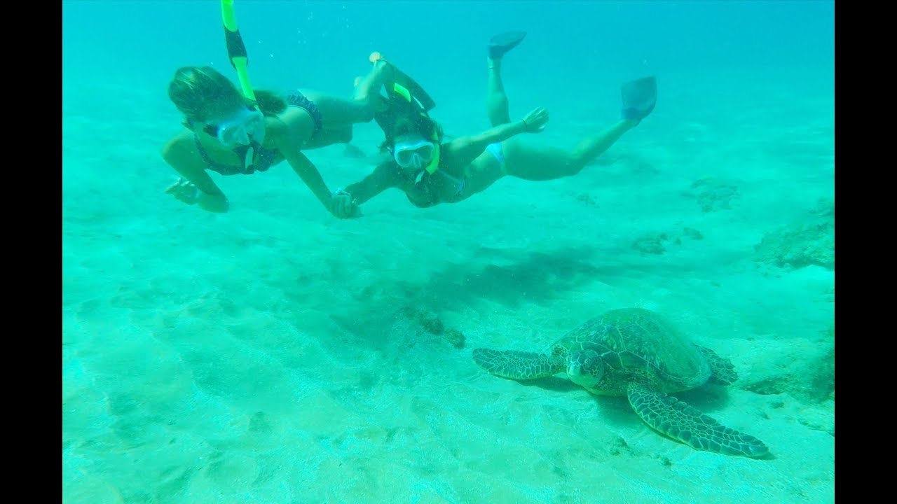 Carla Underwater - Swimming underwater with turtles and one shark - YouTube